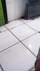 webdiver gladion oleh Kabuto Kk - Dailymotion