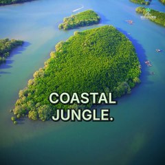 Introduction by Worldview Mangrove Virtual University - Dailymotion