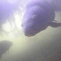 Vidéos de Frederic Ducros - Dailymotion