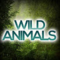 wild-animals videos - Dailymotion