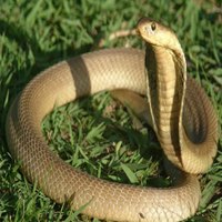 Animal World videos - Dailymotion