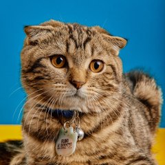 Fun with jass videos - Dailymotion