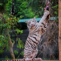 Discover Animals videos - Dailymotion