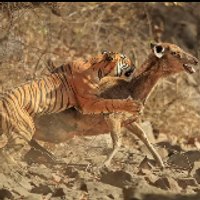 Animals World videos - Dailymotion