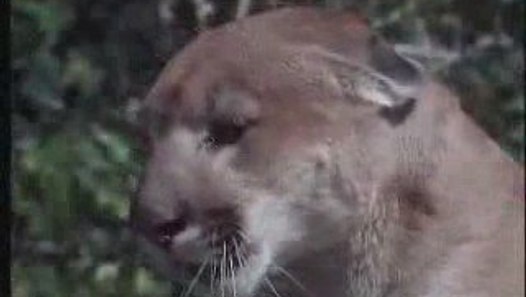 Bear vs Puma, fight versus vs - Dailymotion Video