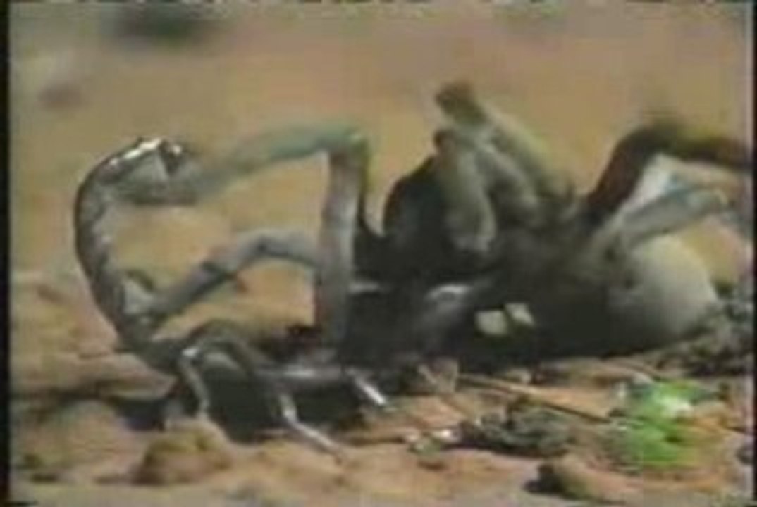 MUST SEE - Tarantula vs Scorpion, versus vs - Dailymotion Video