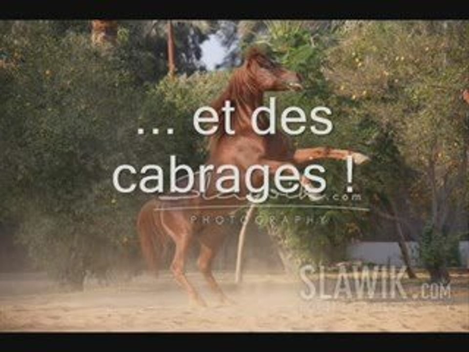best of des chevaux drôles - Vidéo Dailymotion