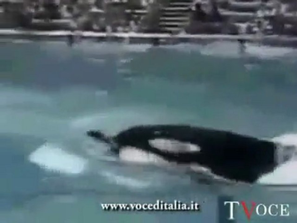 Attaquée par une orque - Vidéo Dailymotion