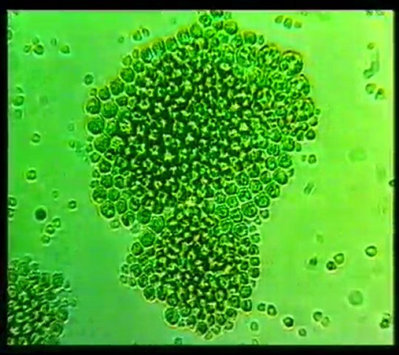 Chlorella - video Dailymotion