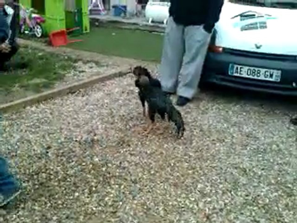 combat de coq moi et kenzo - Vidéo Dailymotion