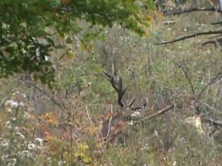 The red deer rut. Cerbi boncanind. by Victor Pizzey felecia187 MEGA ...