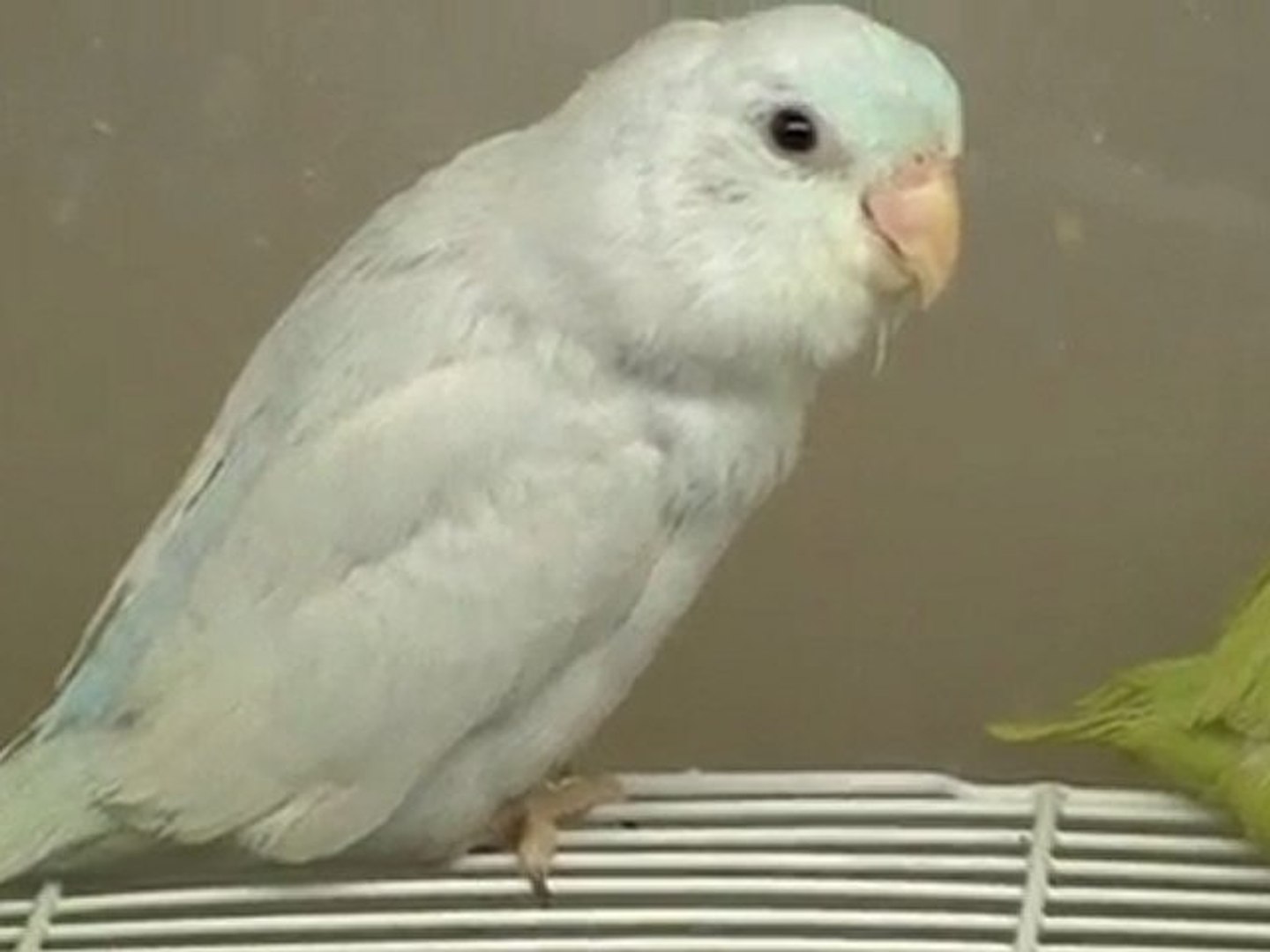 White Parrotlet