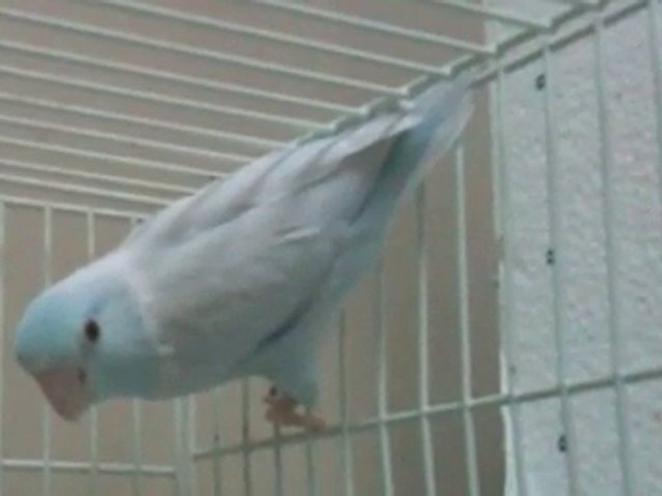 Dilute Blue Parrotlet Color Mutation - Parrotletbirds - video Dailymotion