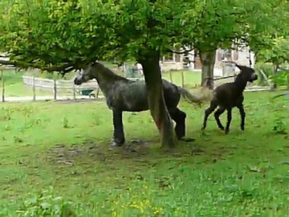 Ane vs Jument - Vidéo Dailymotion