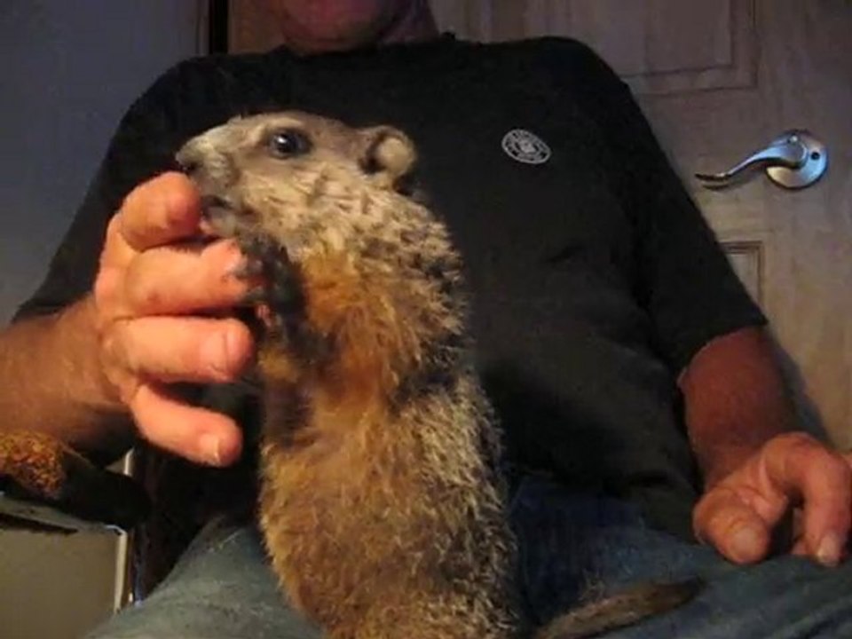 pet groundhog - video Dailymotion
