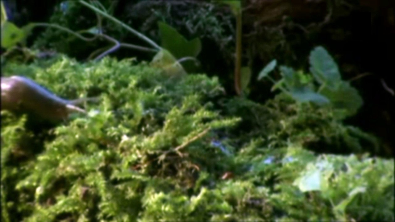 Reproduction limaces - Vidéo Dailymotion