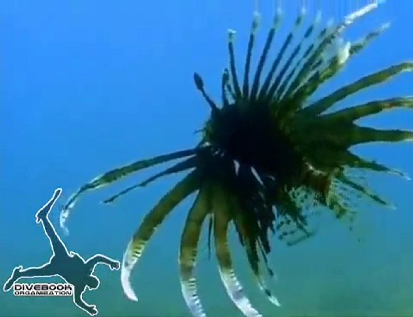 Mimic Octopus Mimicking Lionfish
