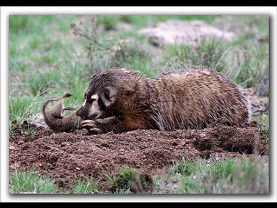 Badger Vs. Fox - Vídeo Dailymotion