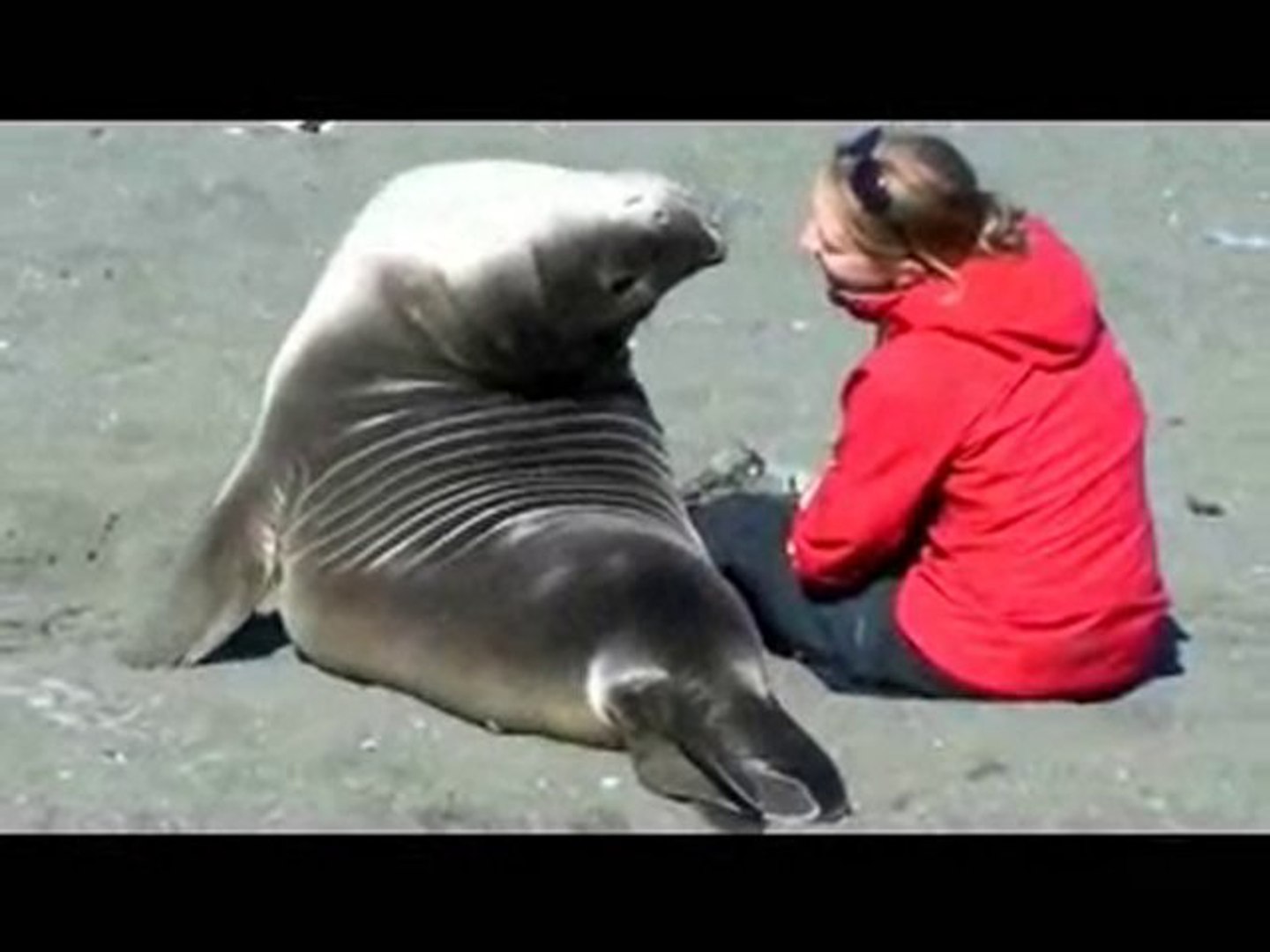 Baby Elephant Seal Cuddle