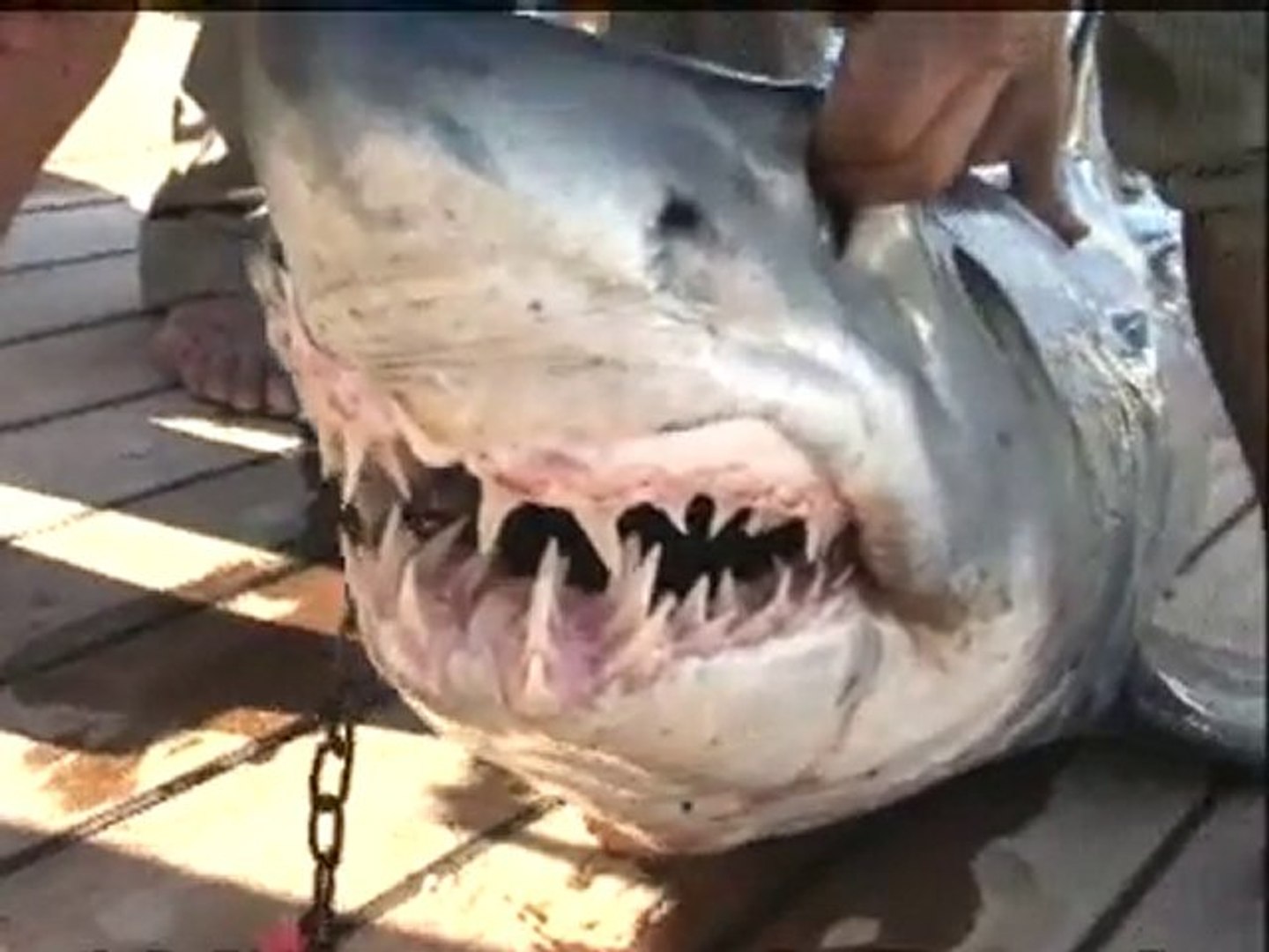 German tourist shark attack maui | Insiderpuj.com