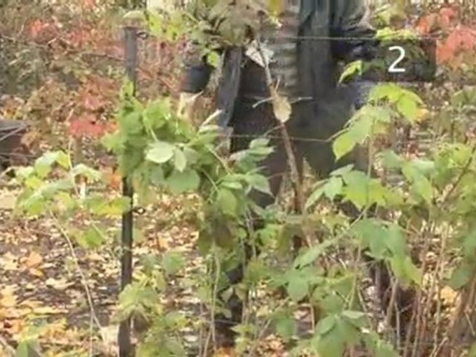 How To Prune Raspberries And Blackberries - video Dailymotion