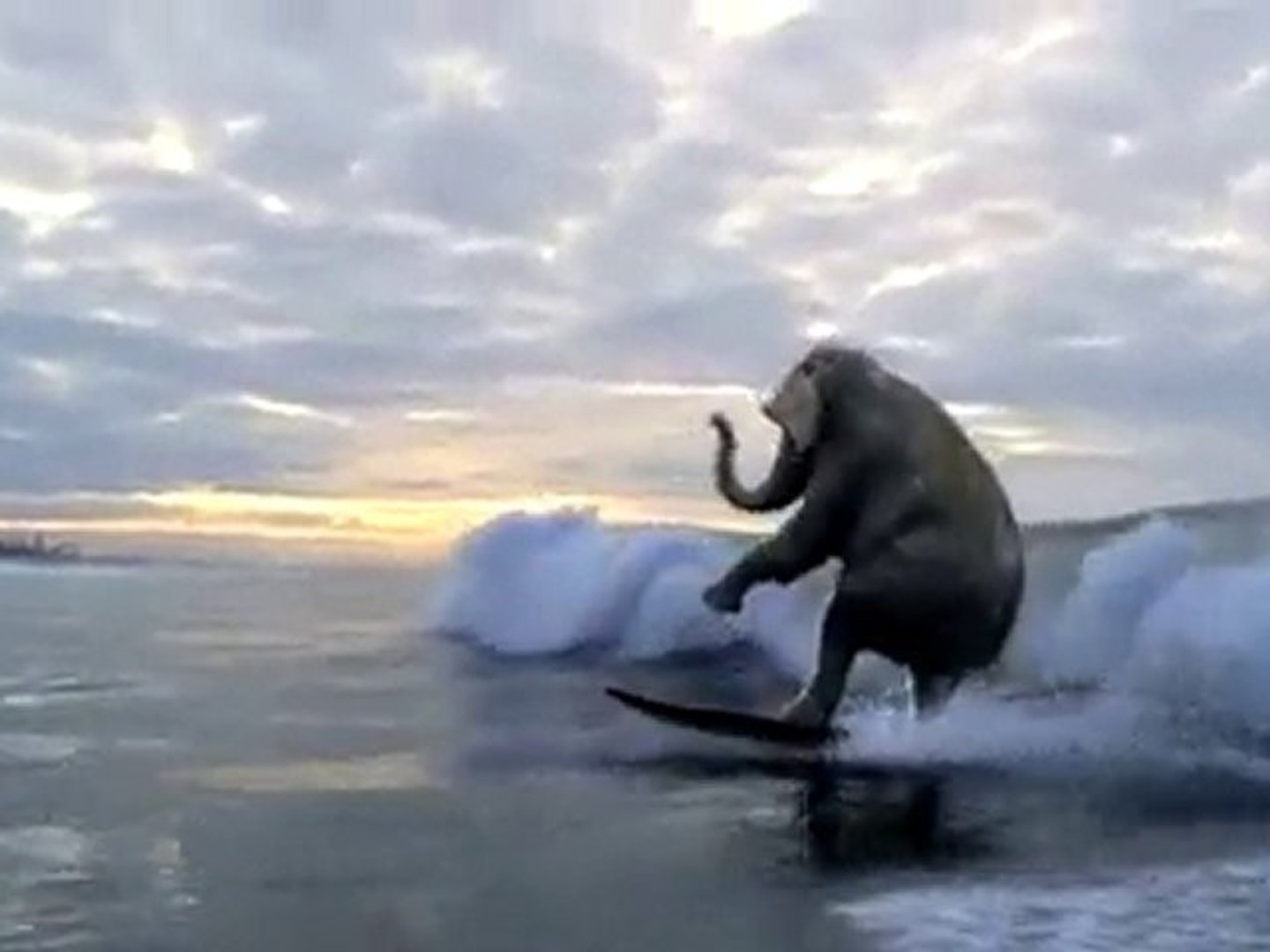Der Surfende Elephant Menukaart Surfing Elephant