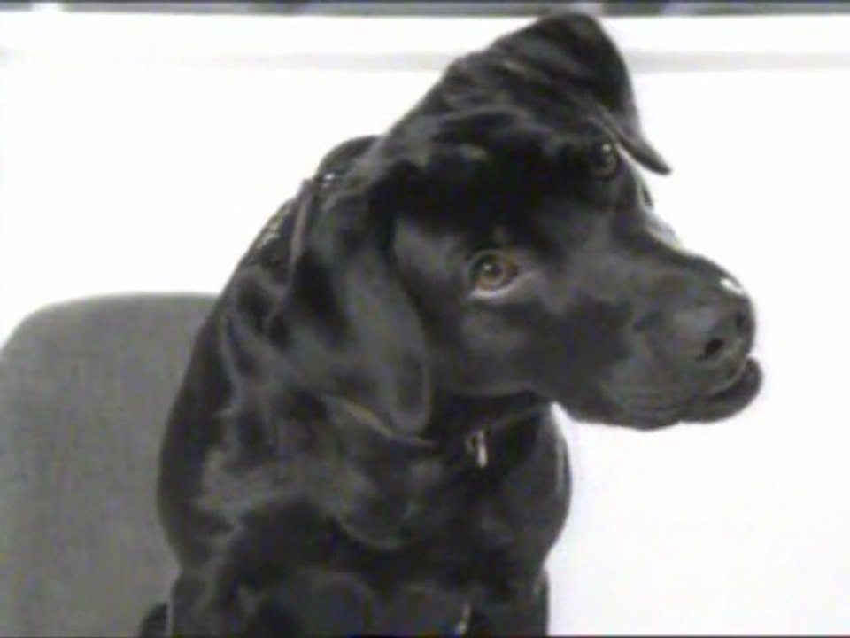 Publicité - Lycos "Exigez le chien Lycos" (www.lycos.fr) 2001 - Vidéo ...