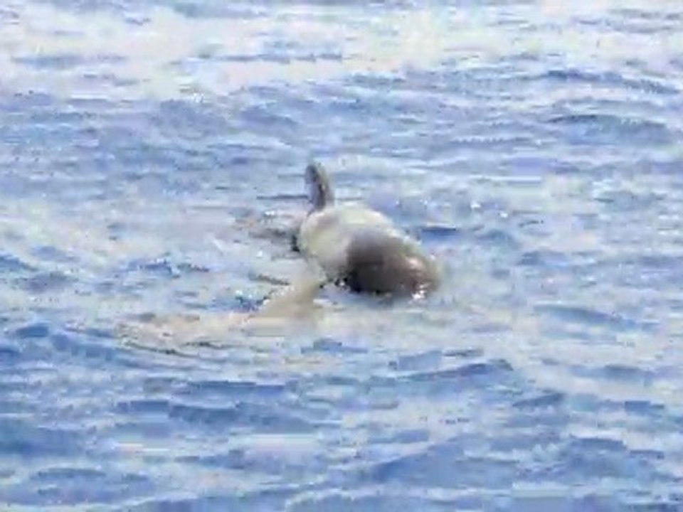 Short finned pilot whale logging in Atlantic Ocean, Tenerife - video ...
