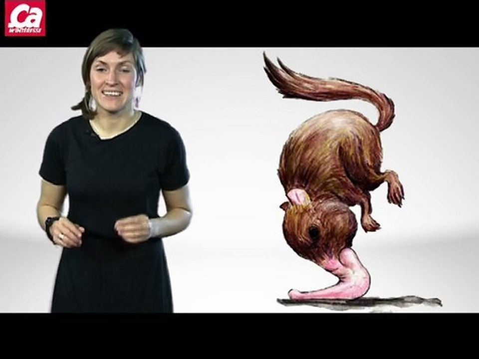 C'est quoi un rhinograde ? - Vidéo Dailymotion