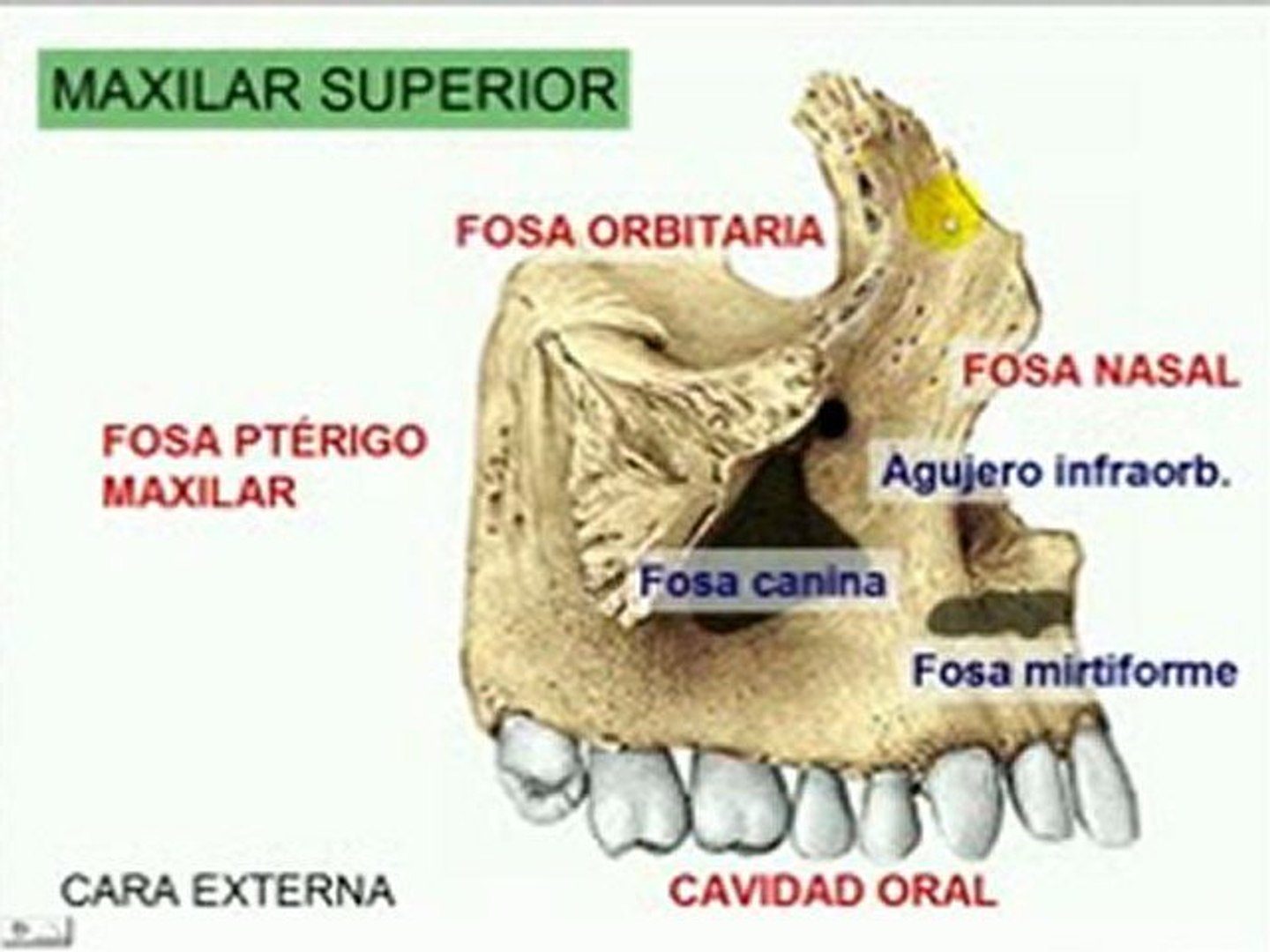 Barba No Maxilar Barbas Desenhadas 9 Modelos Para Se Inspirar