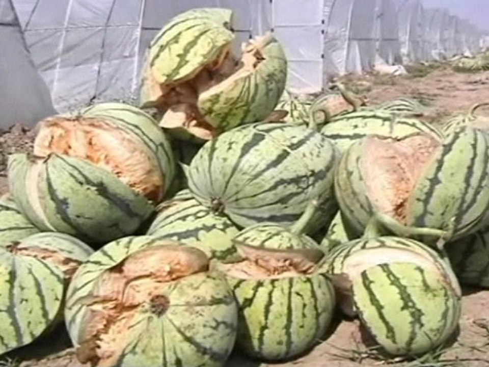 Exploding Watermelons, Latest Food Scandal in China - video Dailymotion