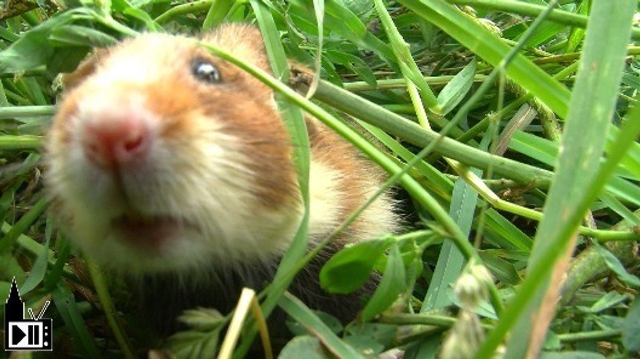 Le Grand Hamster d'Alsace en voie d'extinction - Vidéo Dailymotion