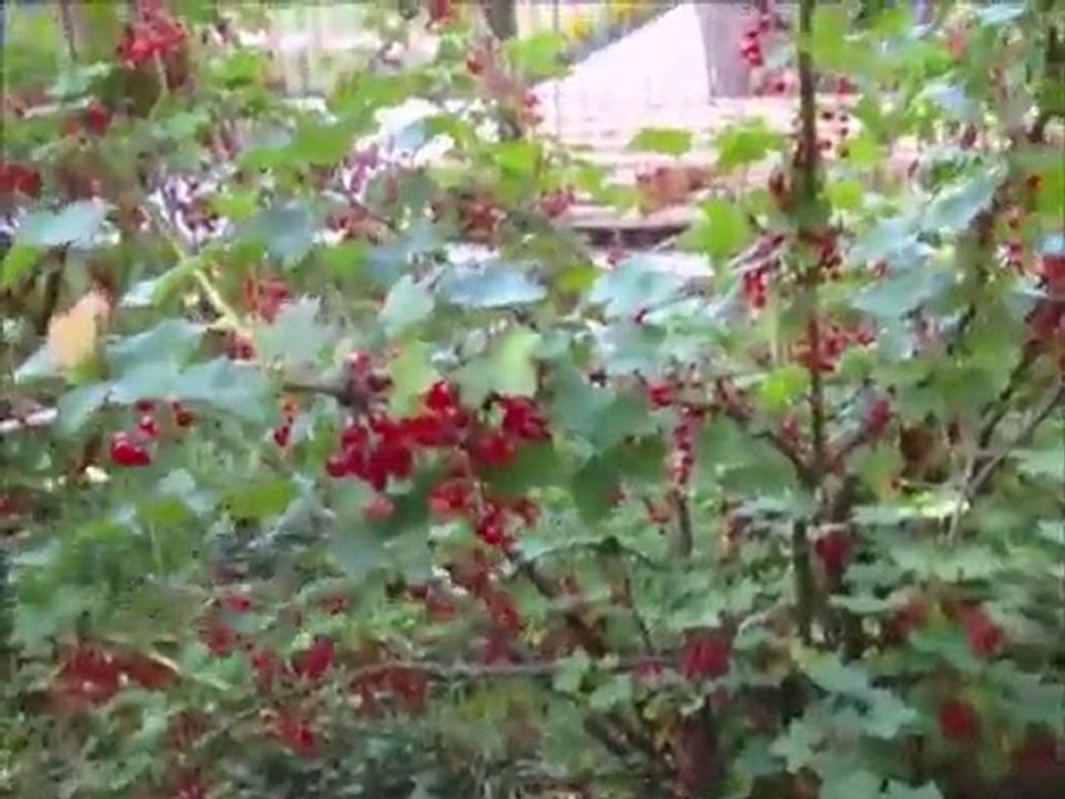 La cueillette des groseilles - Vidéo Dailymotion