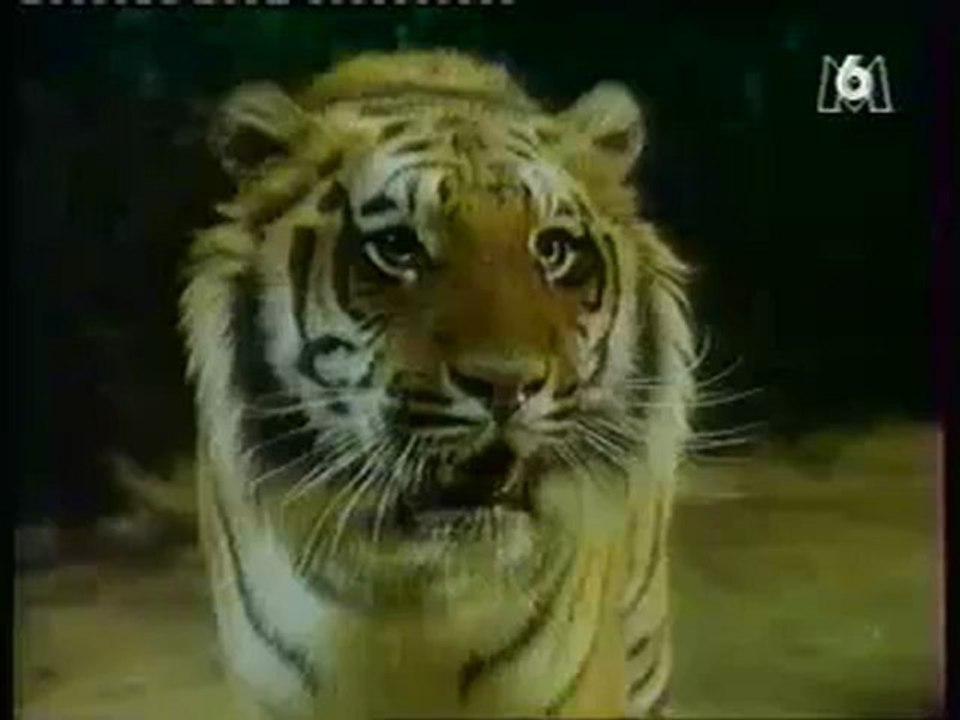 Manimal - Transformation en Panthère #2 - Vidéo Dailymotion