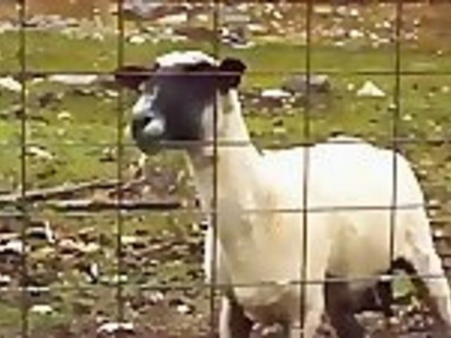Screaming Sheep