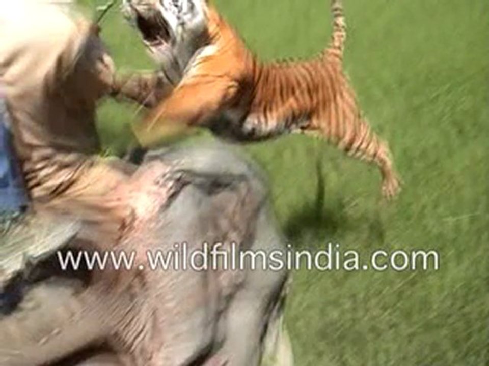 Tiger Attacking a Man on an Elephant - video Dailymotion