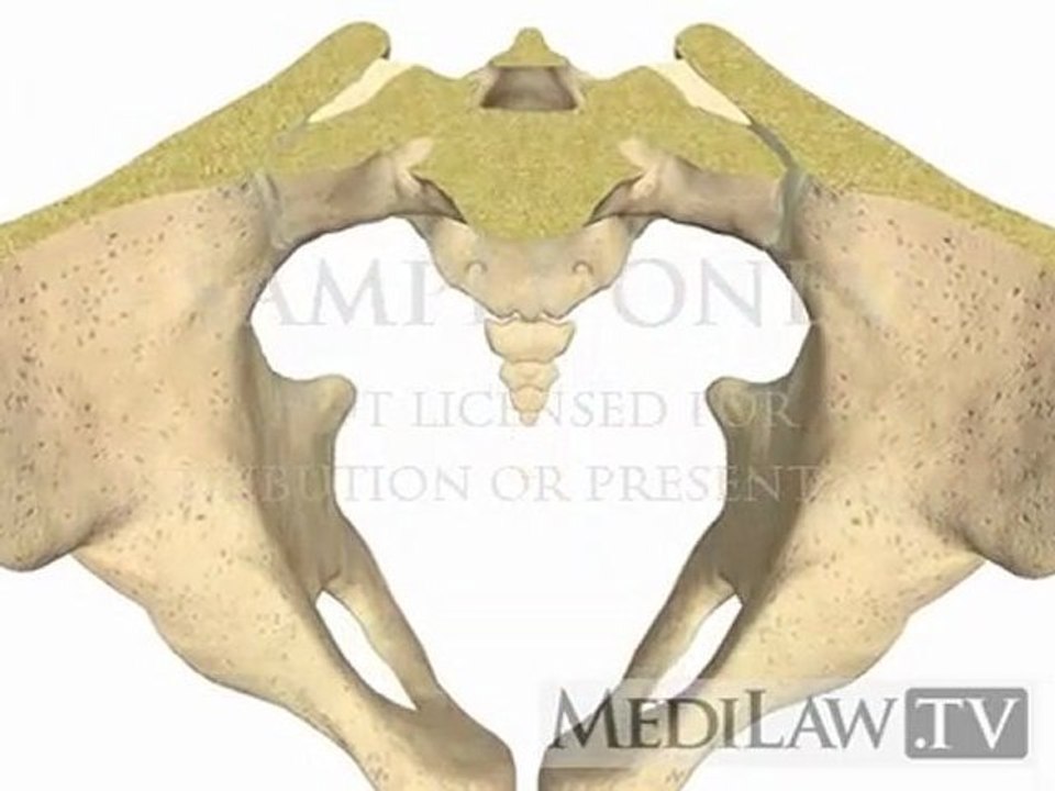 Pelvic Pelvis Anatomy Sacro-iliac Joint physiotherapy 3D animations ...