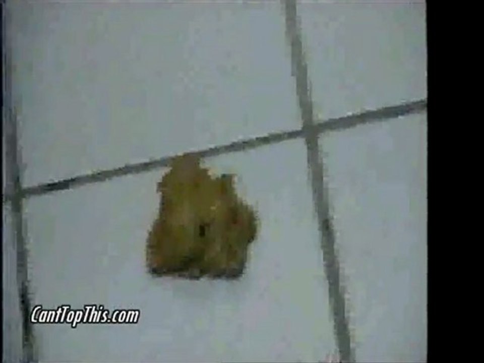 poop missed the toilet - video Dailymotion