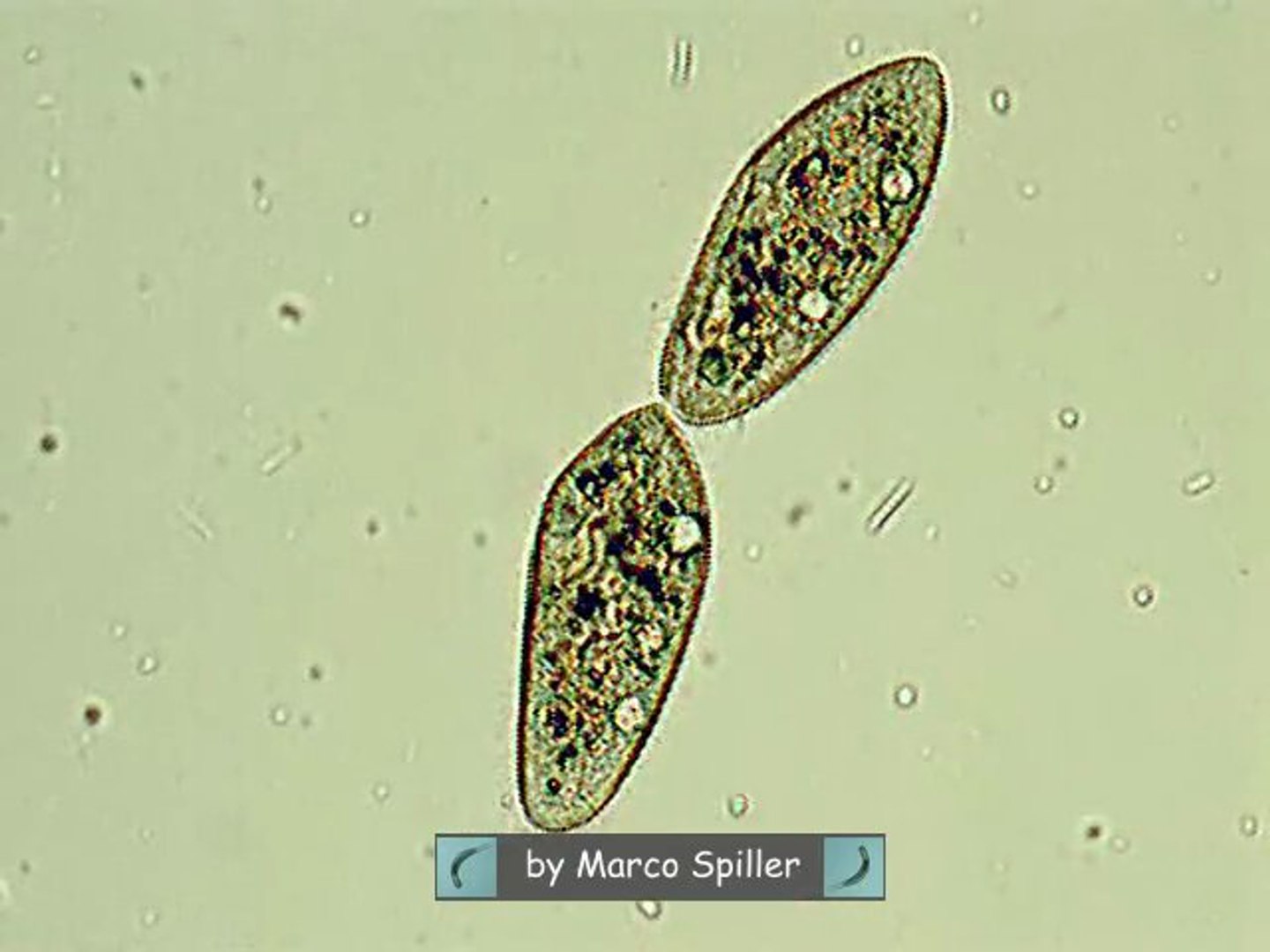 Binary Fission In Paramecium