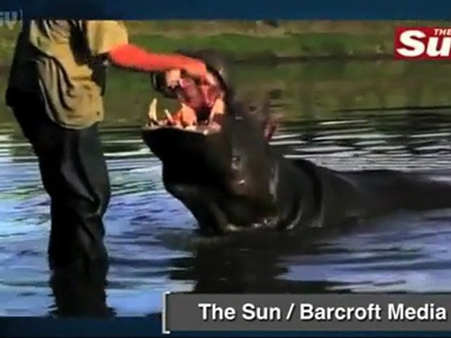 Hippopotamus Attack Video
