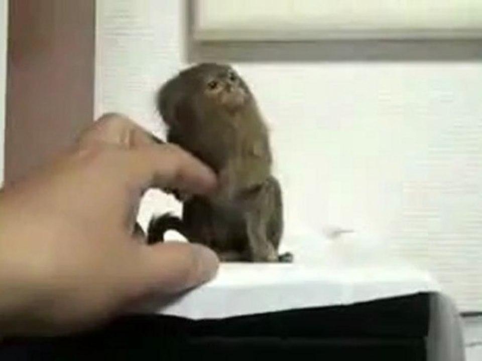 World Smallest Monkey Pygmy Marmoset or Finger Monkey - video Dailymotion