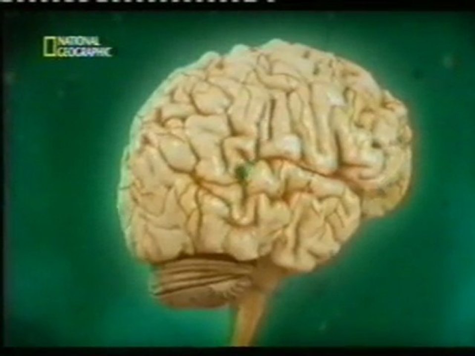 Giro fusiforme: Reconocimiento de caras - Vídeo Dailymotion