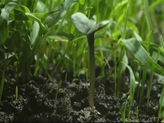 nature par Stephane Delisle - Dailymotion