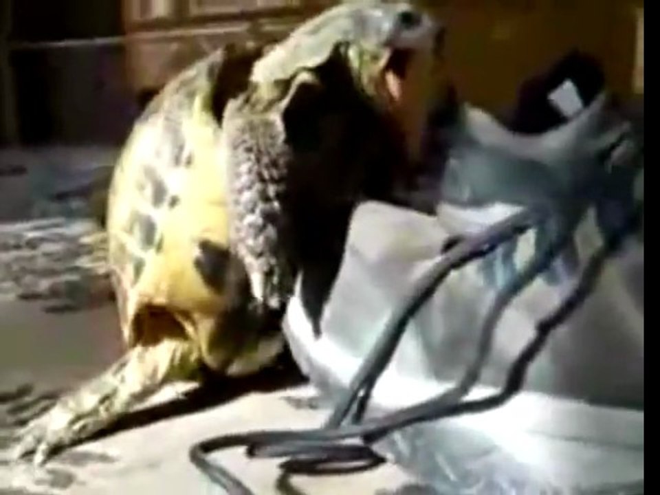 Turtle Humps Boot - video Dailymotion