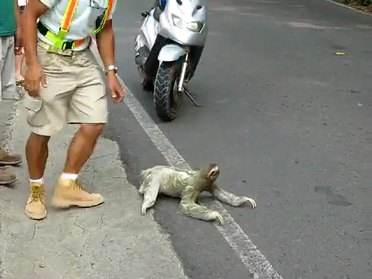Sloths Crossing The Road