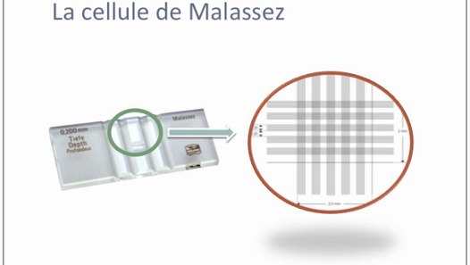 Dénombrement de levures - Vidéo Dailymotion