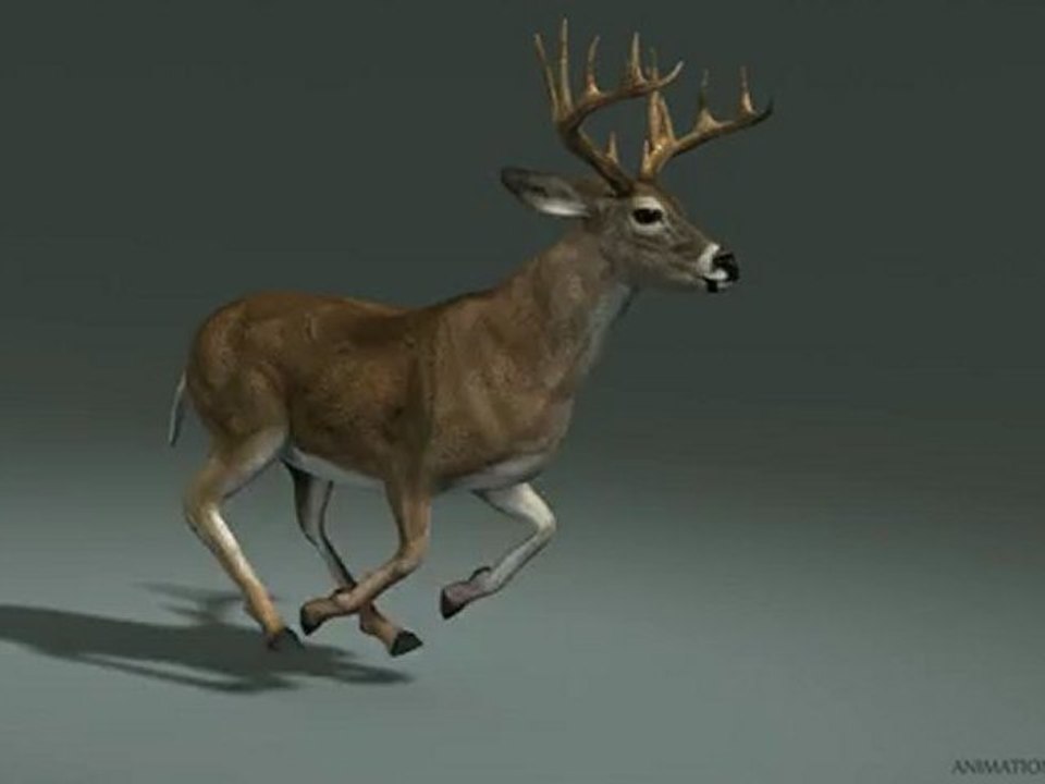 Deer Buck Animation (Run - video Dailymotion