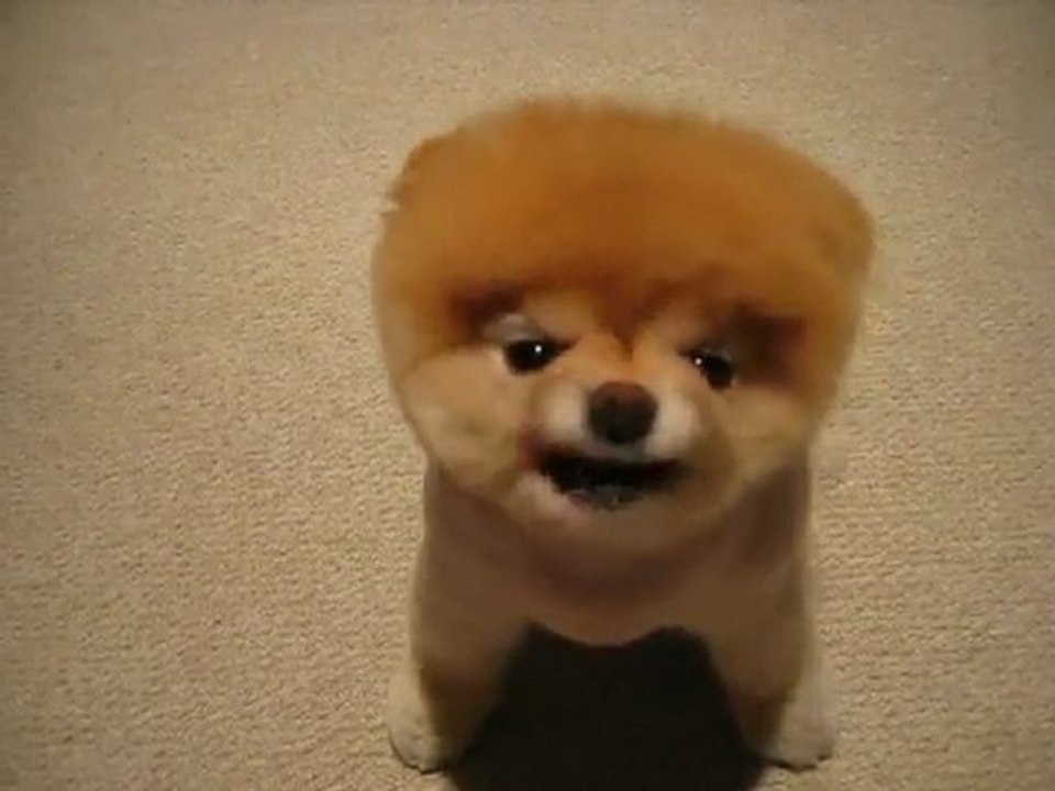 Boo il cane piu bello del mondo - Video Dailymotion