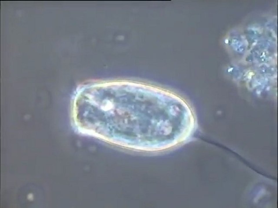 Expérience de formation d’une boue activée in vitro – troisième étape ...