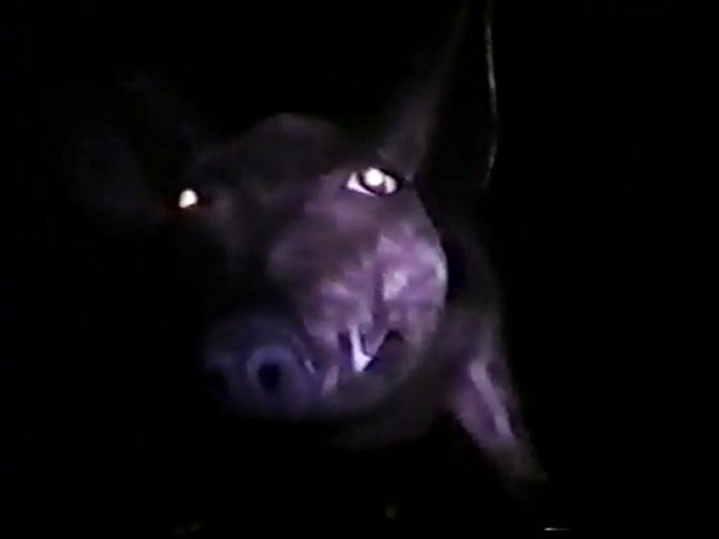 Hogzilla Mountain Monsters